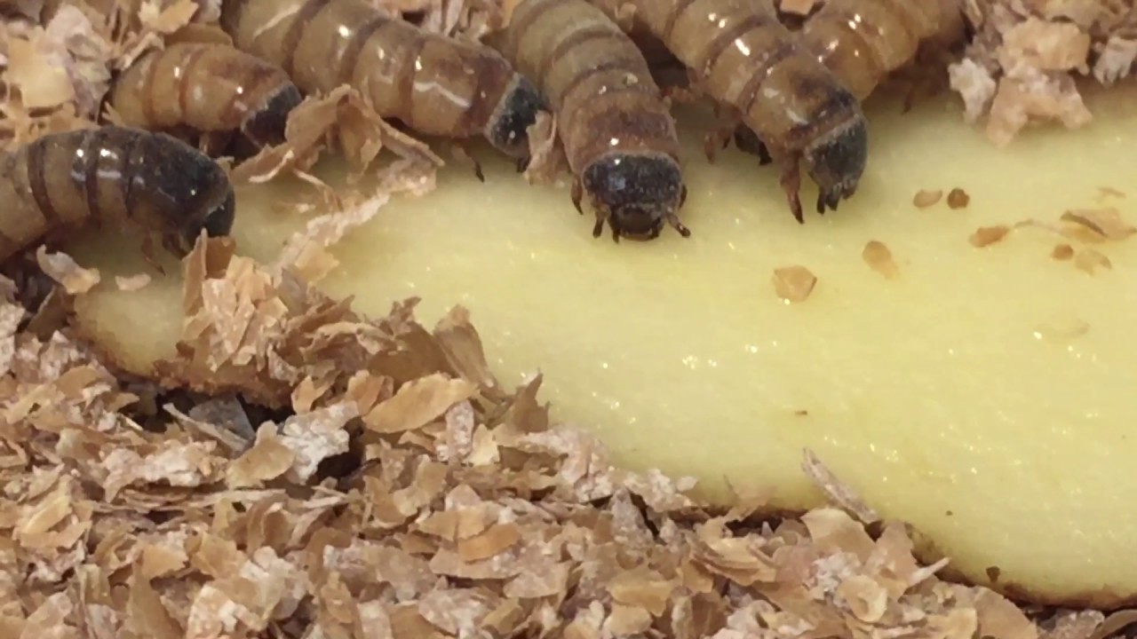 feeding super worms a potato - YouTube