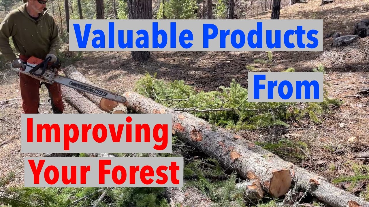 Thinning Trees Small Logs for Woodmizer LT15 Sawmill TSI FSI Timber ...