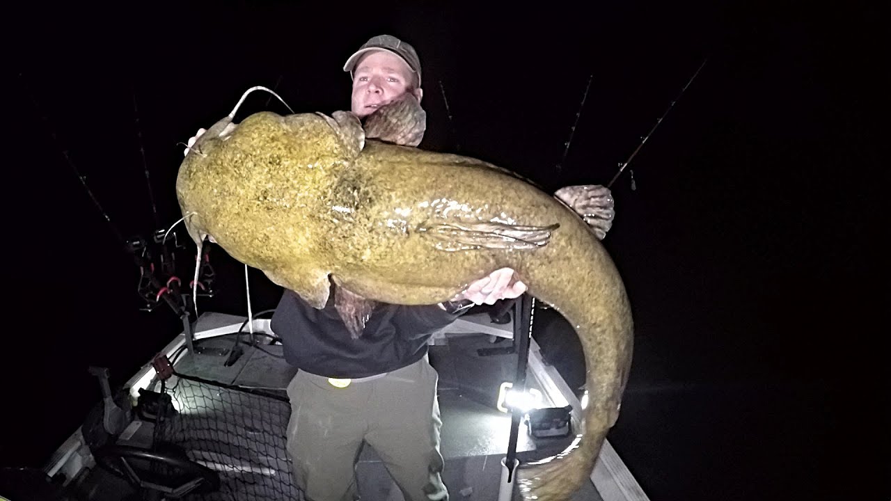 Flathead Fever!! Catching HUGE Flatheads Back to Back (Ft ...