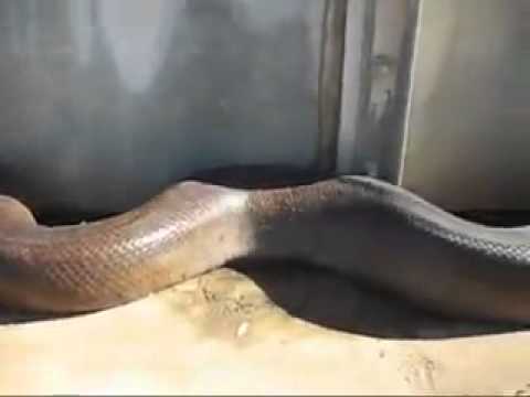 Die l ngste Schlange der Welt. - YouTube