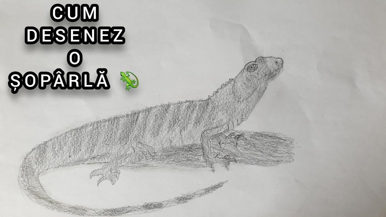 Cum desenez o Șopârlă 🦎 | Desene în creion | - YouTube
