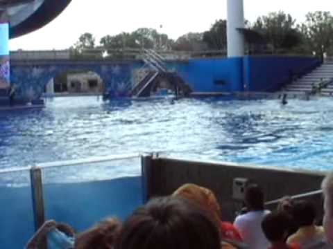 Believe Shamu Show @ sea world Orlando 2009 - YouTube