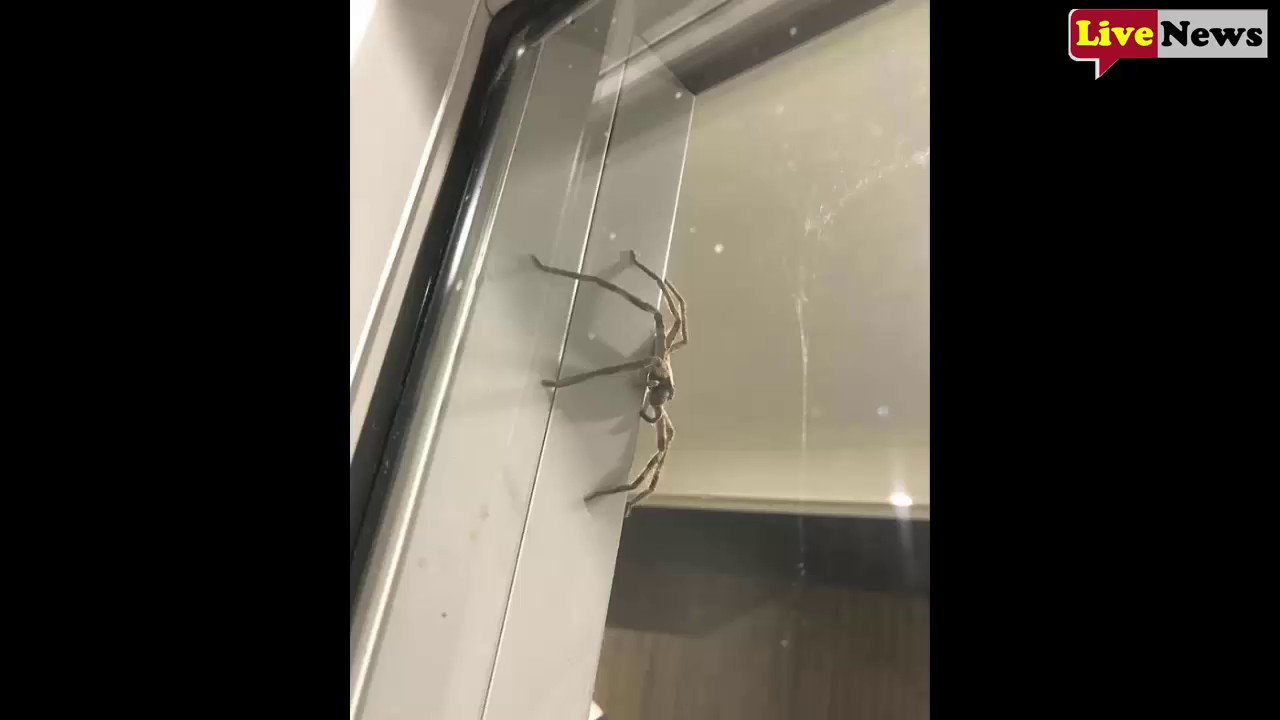 Is this the biggest spider EVER Giant 'angry' huntsman called Aragog ...