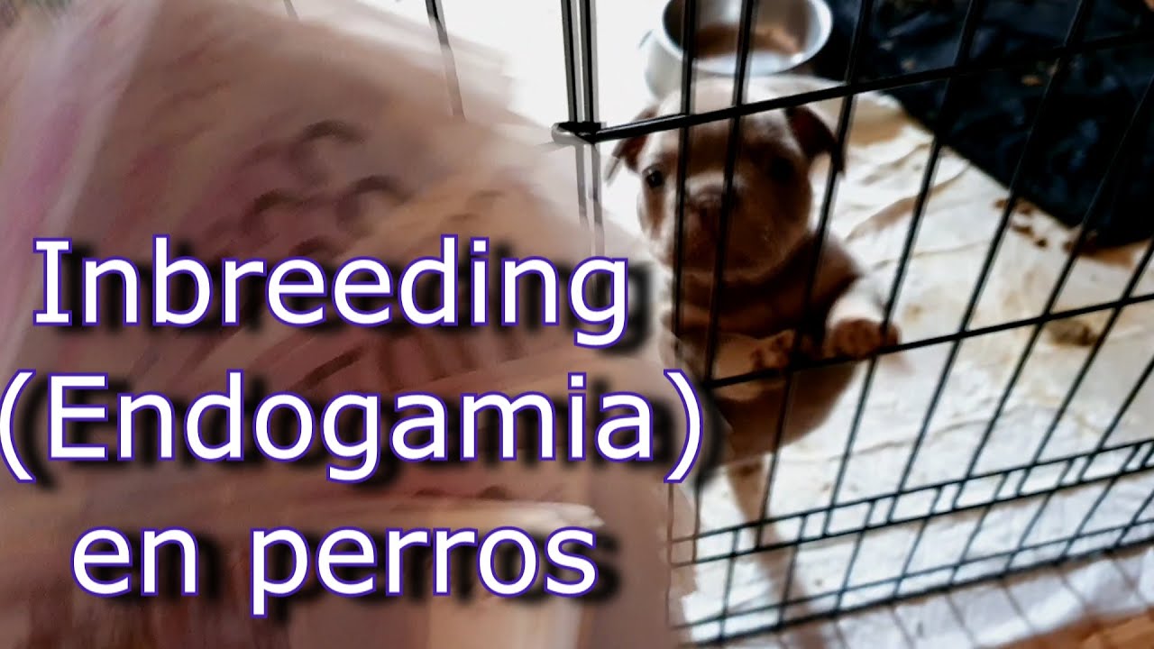 Inbreeding o endogamia en perros 🧐 - YouTube