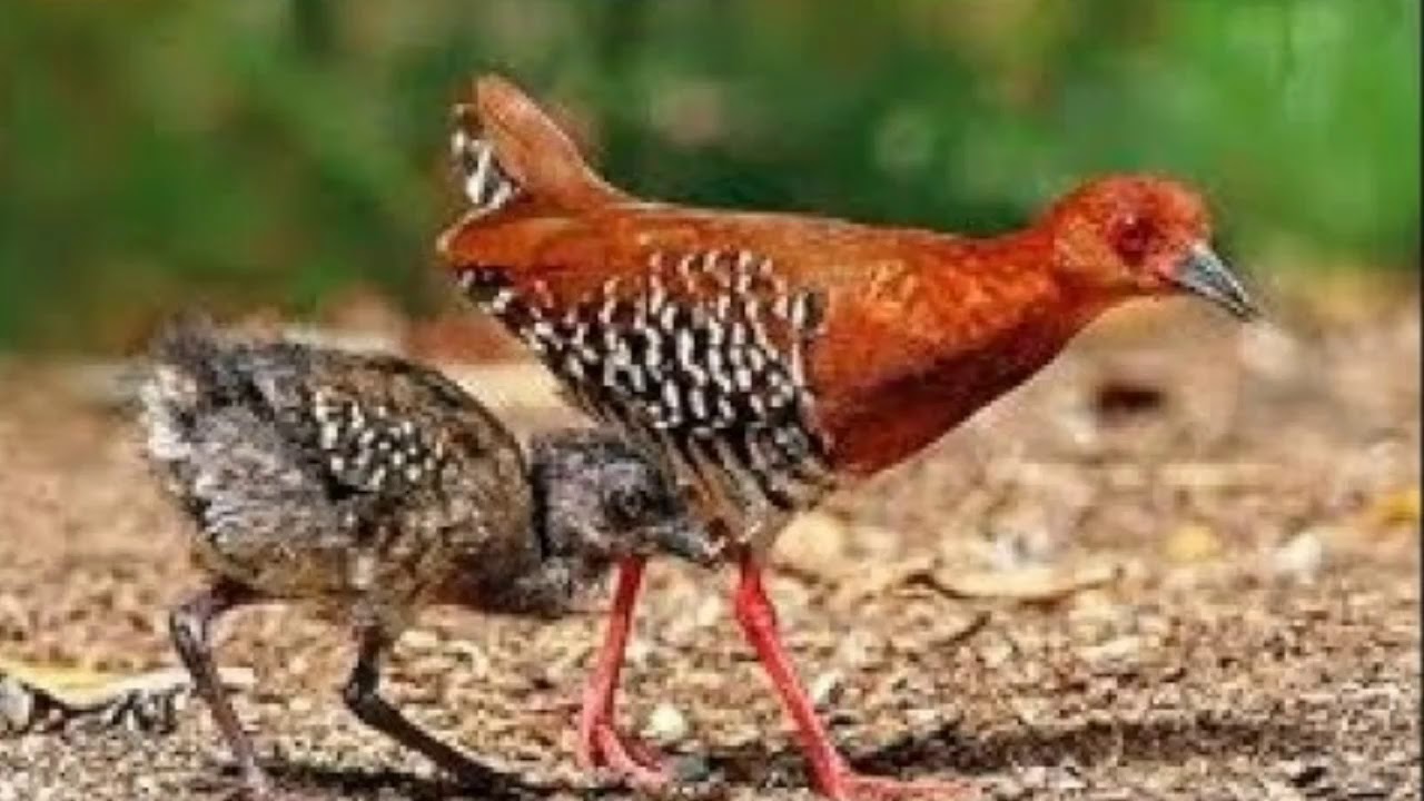 Mp3 Burung Sintar/tututan - YouTube