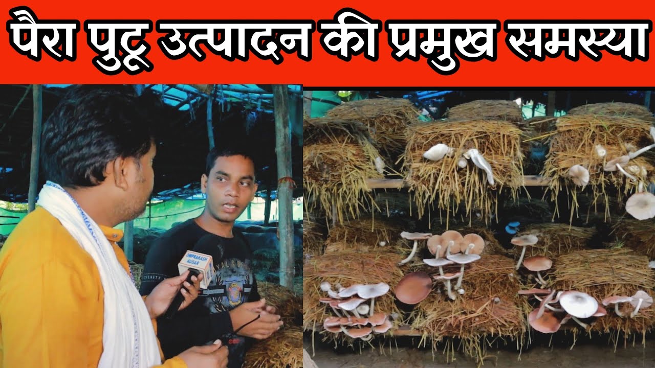 Paira putu Mashroom Farming की प्रमुख समस्या ।।Paddy Straw "Mushroom ...