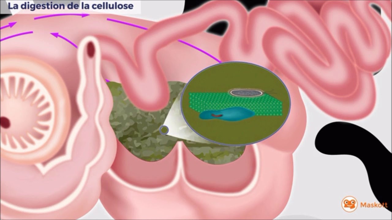 digestion de la vache - YouTube