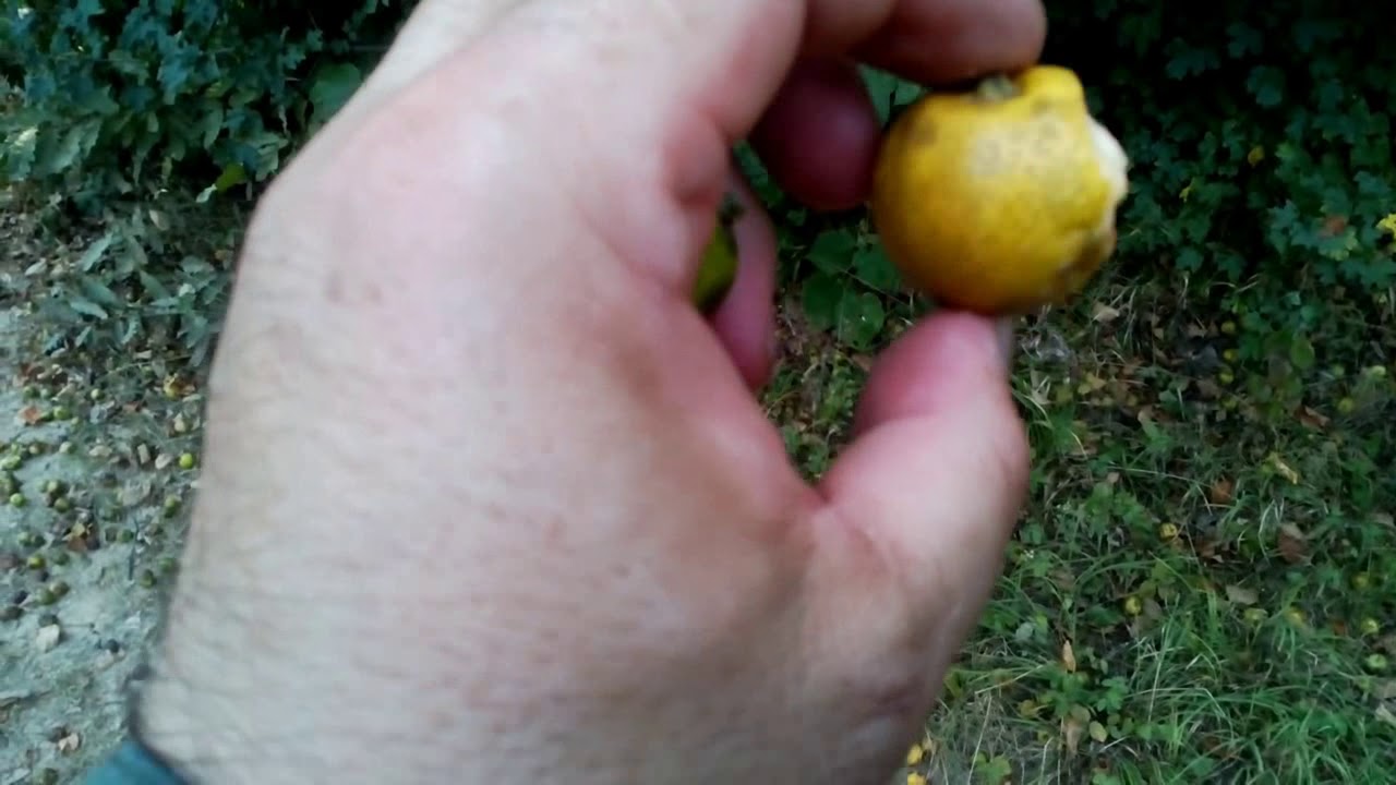 BOGATIILE TOAMNEI, porumbe, paducel, macese, mere padurete - YouTube