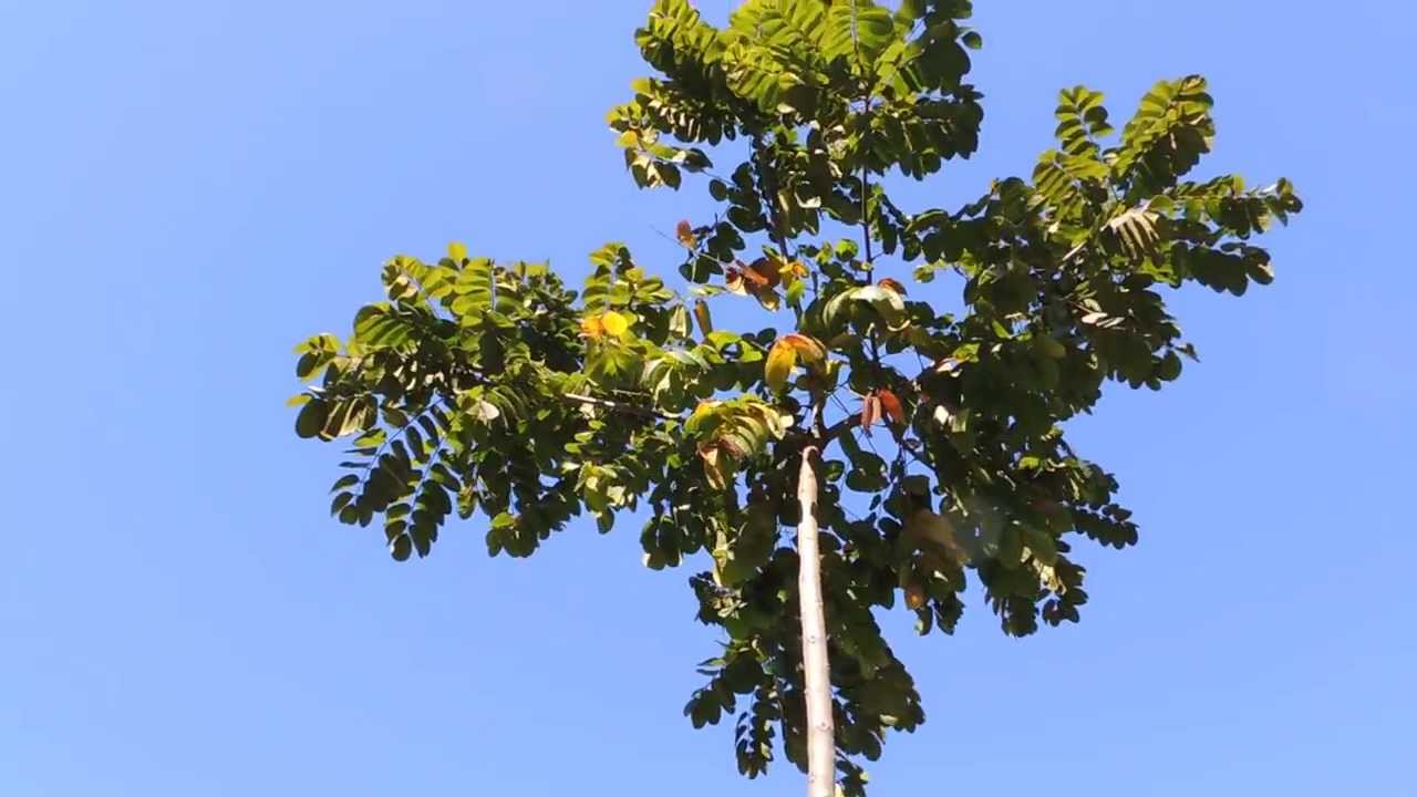 Arariba-rosa "Centrolobium Tomentosum" Maracatiara Canarywood - YouTube