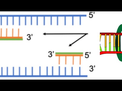 PENGGUNAAN WEB NCBI DALAM DESIGN PRIMER | PRAKTIKUM BIOINFORMATIKA KEL ...