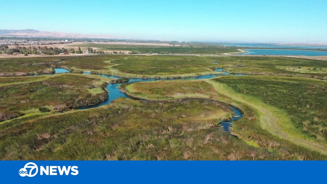 Bay Area Dutch Slough tidal restoration project creates powerful carbon ...