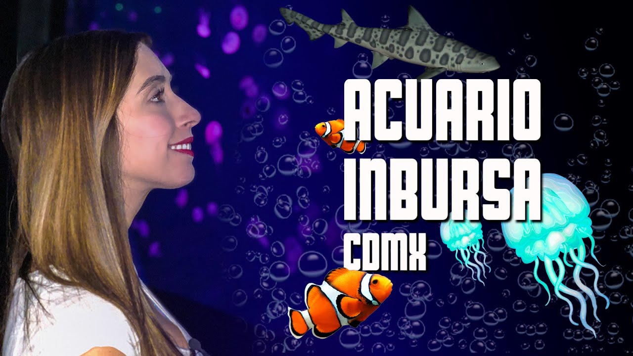 El ACUARIO MÁS GRANDE de Latinoamérica / Alejandra Toledano - YouTube