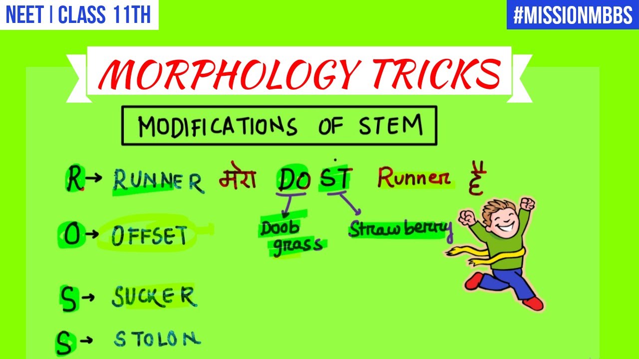 Trick To Learn Morphology Of Flowering Plants ROOT STEM YouTube trick-to-learn-morphology-of-flowering-plants-root-stem-youtube