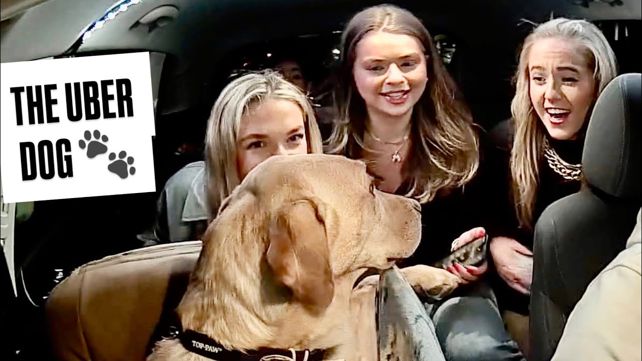 RIDERS MEET THE FAMOUS UBER DOG! (Ep. 74) - YouTube