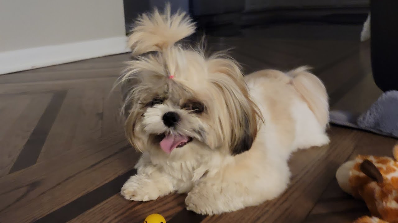MIKKI SHIH TZU LIVE - YouTube