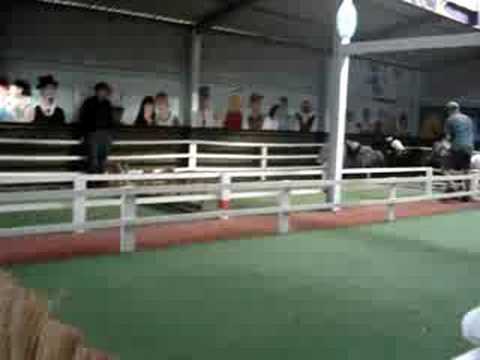 Miniature Horse Race - YouTube