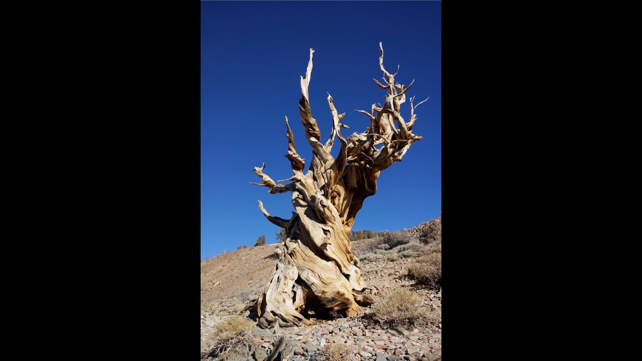 Methuselah: The Ancient Sentinel of Time - The World's Oldest Living ...
