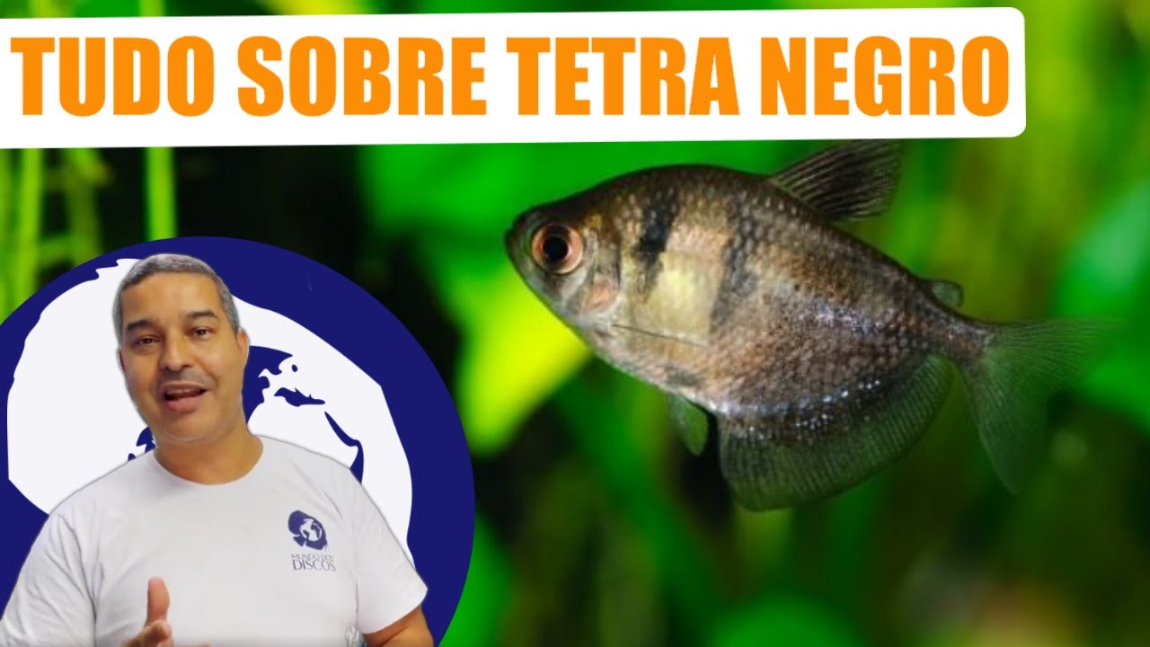 APRENDA TUDO SOBRE TETRA NEGRO! PH, ALIMENTAÇÃO, COMO CUIDAR E MUITO ...