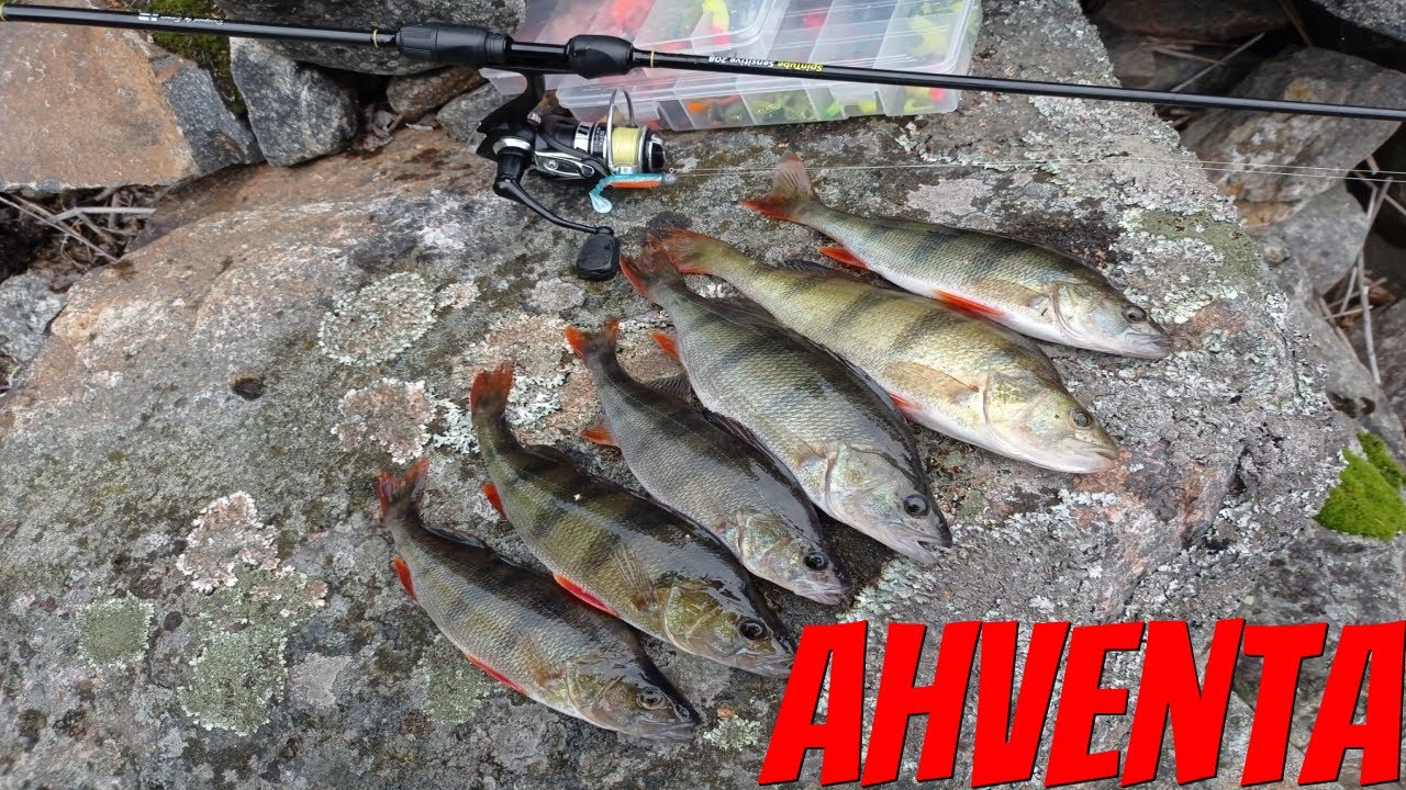Ahventa 2022 | Ahvenen jigikalastus | Ahven | Kalastus - YouTube