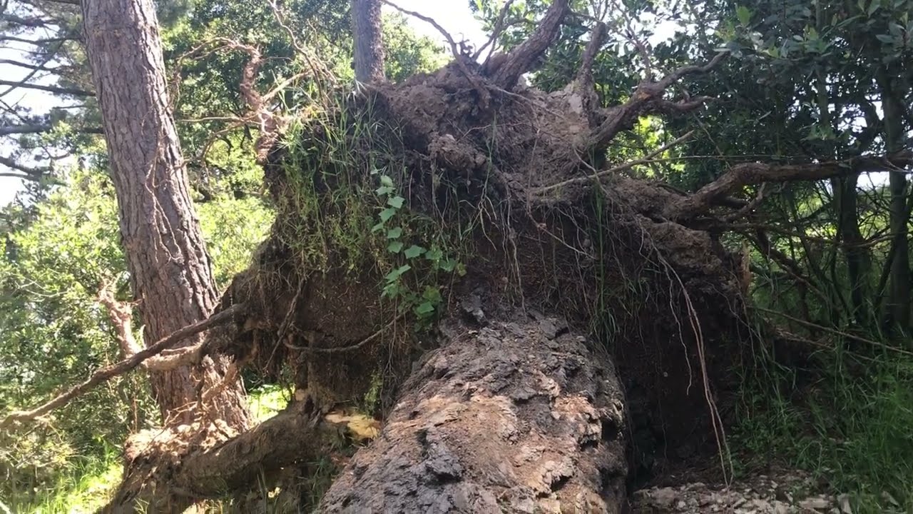 Path To The Big Fallen Tree - YouTube