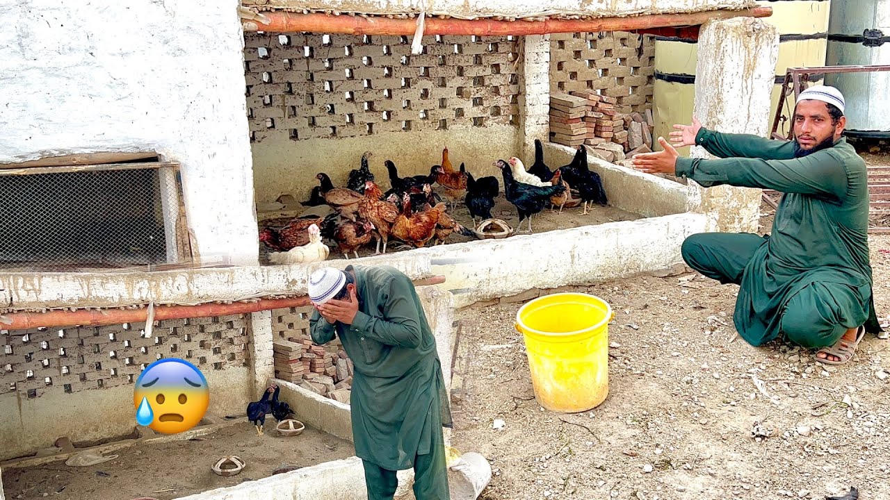 Hmara Aseel Farm Bilkul Khali Hugya 😰 - YouTube