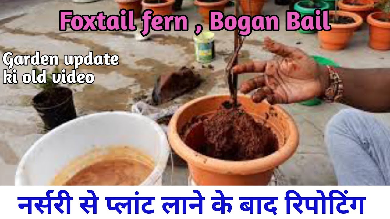 Repotting | Foxtail fern | Bogan bail Plant | A old video | enjoy video ...