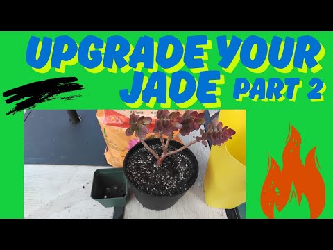 5 easy steps to upgrade your Jade plant! Part 2
