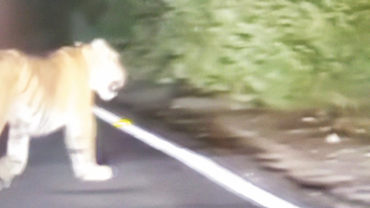 Jim Corbett - हुआ टाइगर से सामना Koshi River mein - Tiger, Deer, Foxes ...