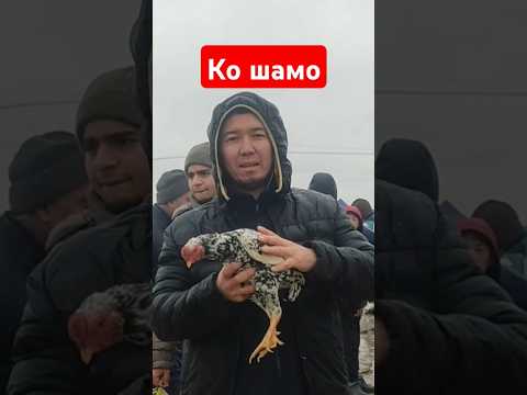 #кошамо#дакан#тоокбазар #итбазар #малбазар #животные #базар