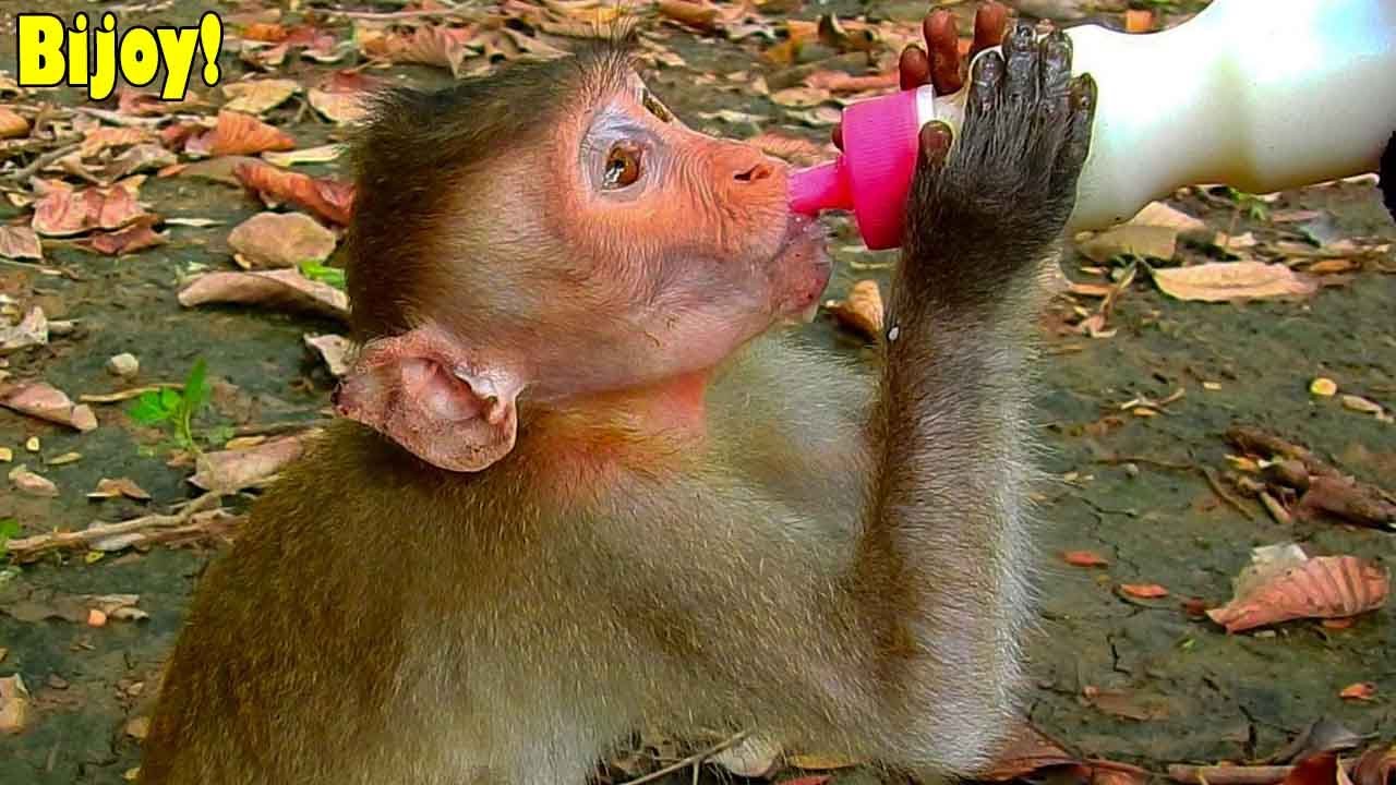 True Happiness! Bijoy Was So Lonely B-oy And I Shared Some Milk Him But ...