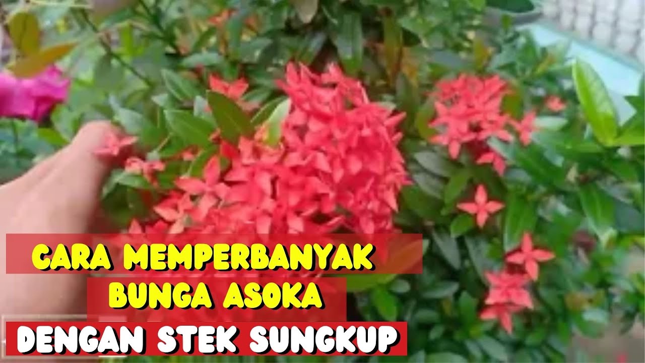 CARA MEMPERBANYAK TANAMAN BUNGA ASOKA MERAH METODE SUNGKUP 2 MINGGU ...