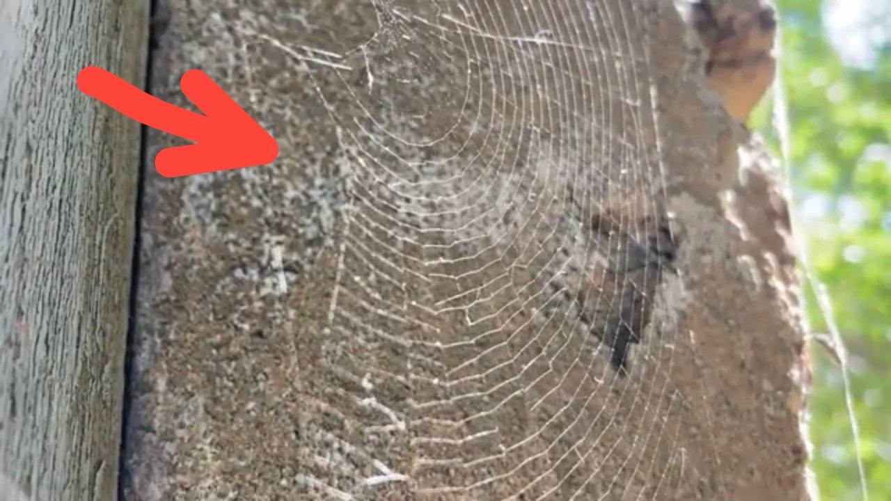 Spider web on the wall _ spider web design: Part 1 - YouTube
