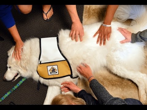 Happy dogs provide exam stress relief for Duke students - YouTube