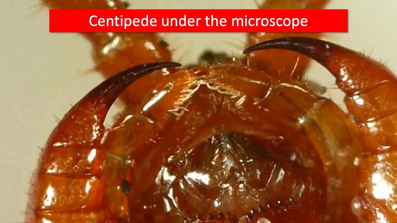 Centipede under the #microscope - YouTube