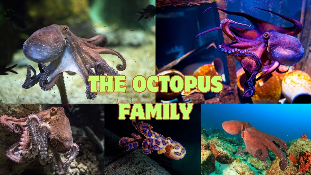 Ocean Wonders: Meet the Marvelous Octopus Family 🐙 | Kids Marine ...