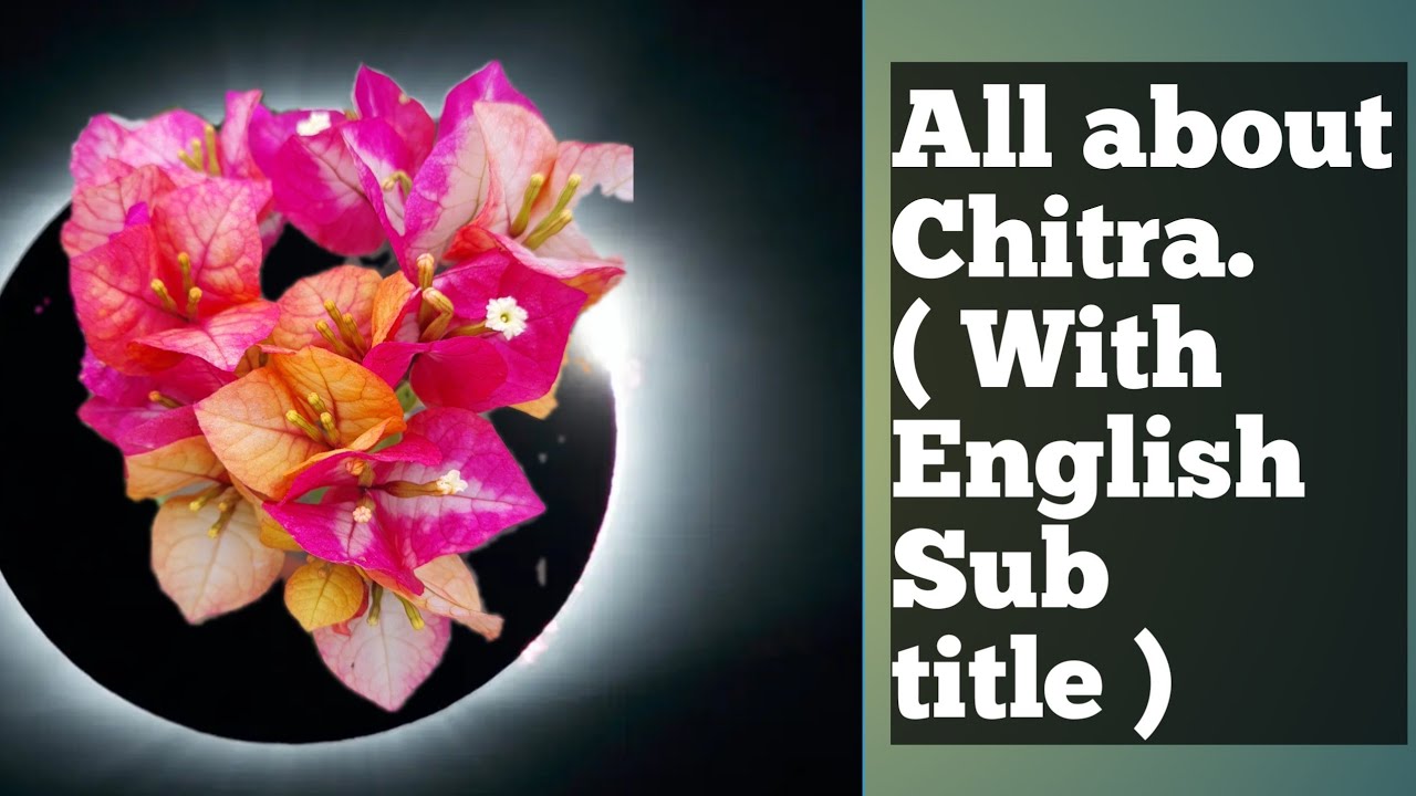 All about Chitra Groupe Bougainvillea. - YouTube