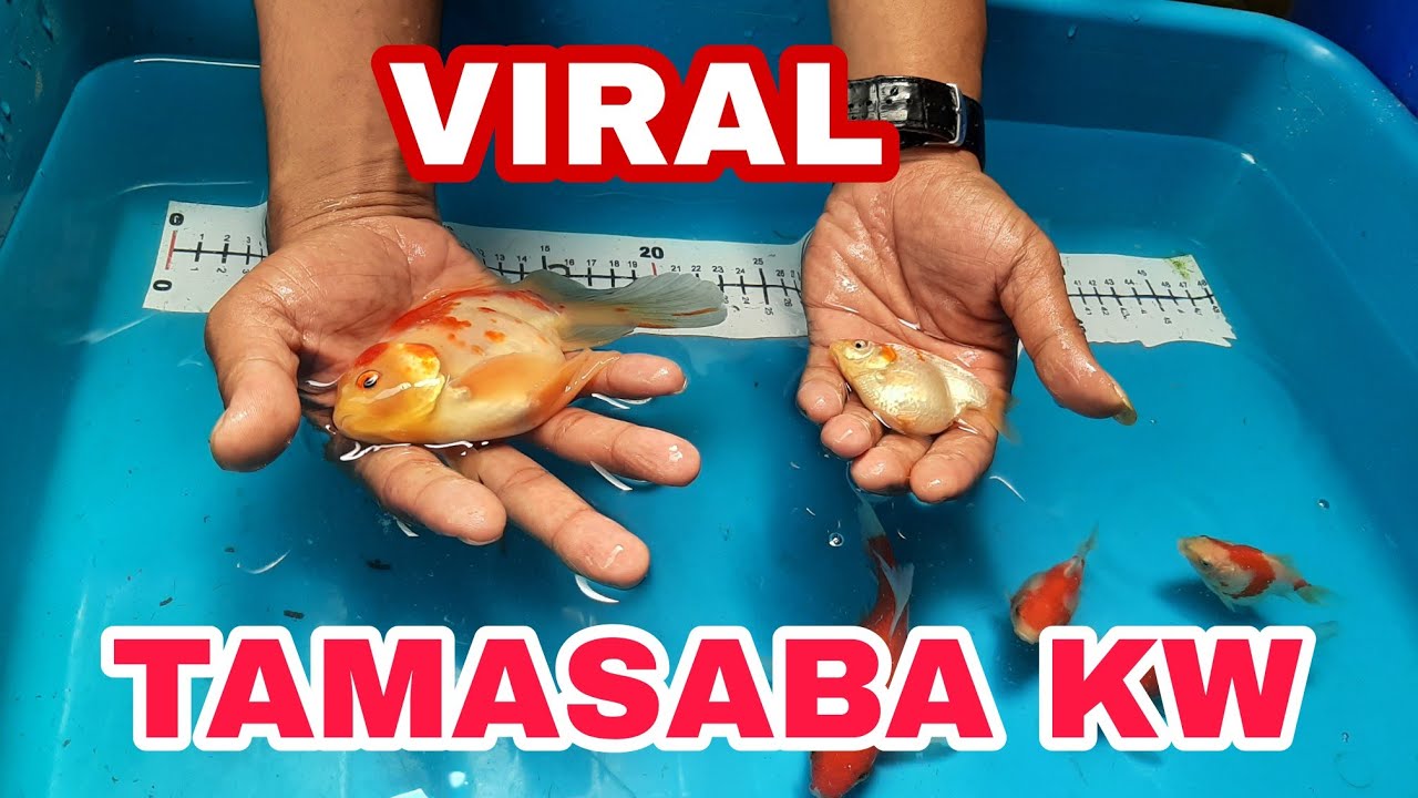 PERBEDAAN TAMASABA KW DAN TAMASABA ASLI #koi #viral - YouTube