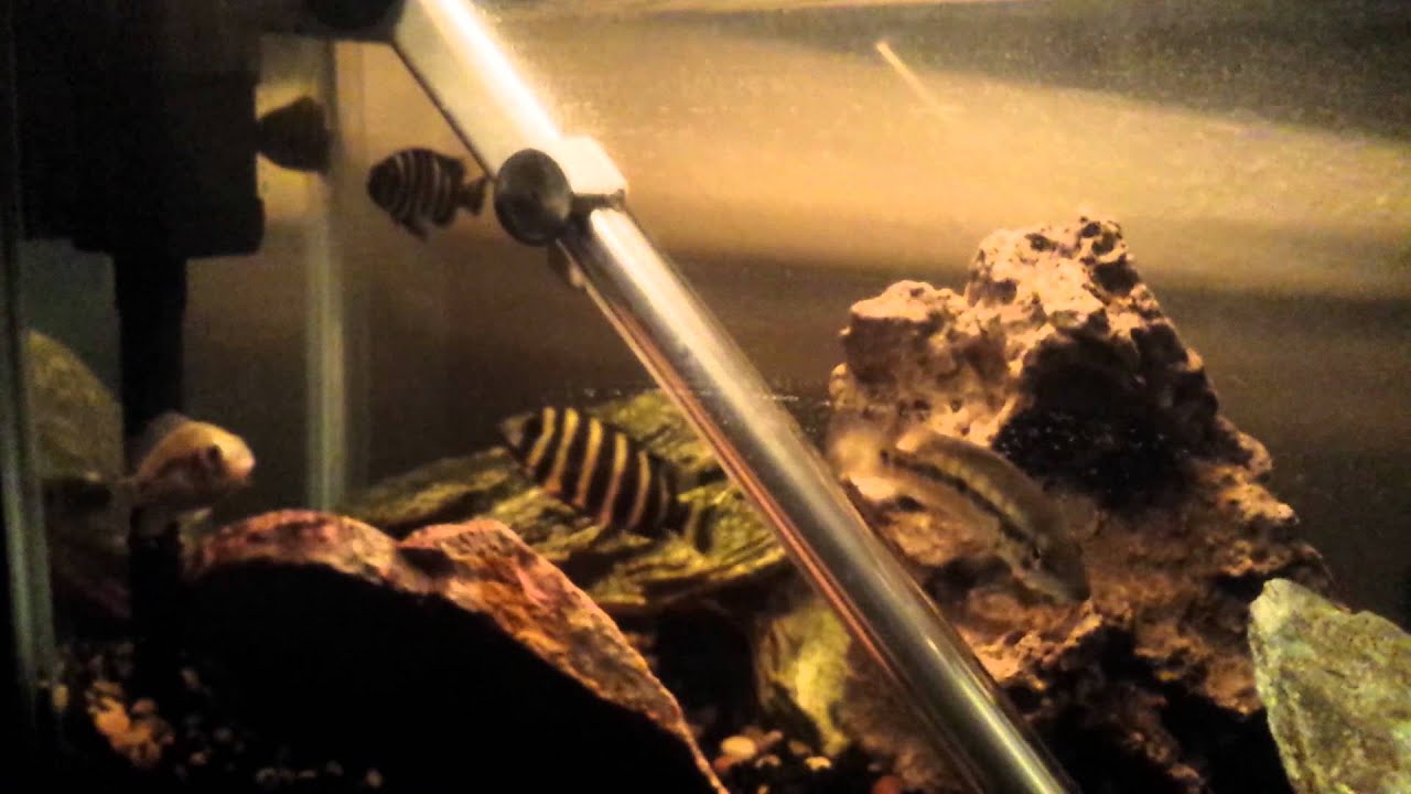 5/16/14 - DOVII, TILAPIA, PBASS, TIGER DATS - YouTube