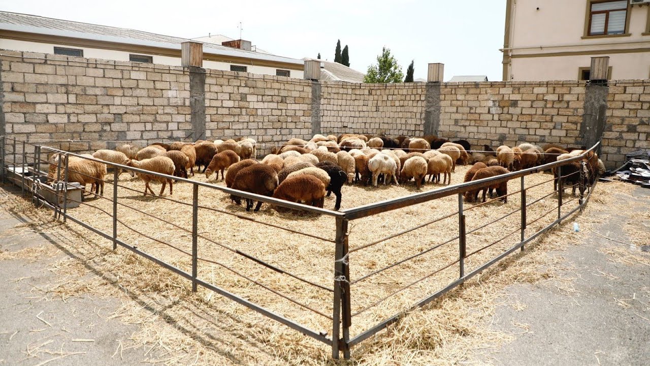 Qurban bayramı ilə əlaqədar 138 heyvan kəsimi və satışı məntəqəsi ...