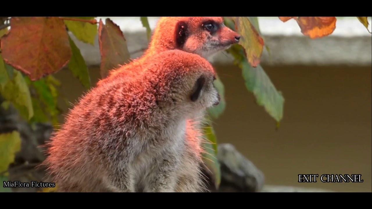 Meerkat The Show. - YouTube