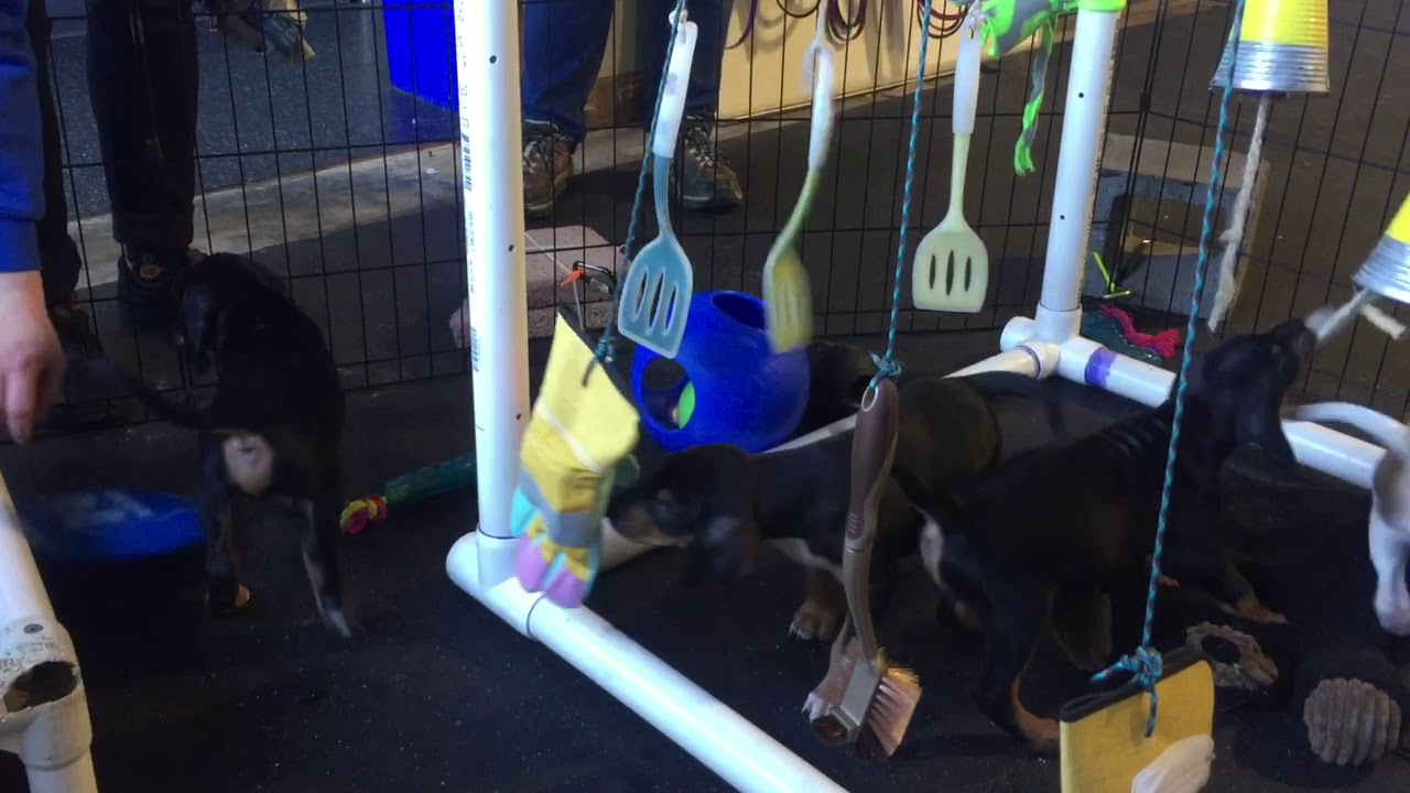 Puppy Enrichment Adventure Box - YouTube