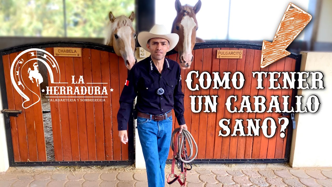 Guía para tener sano a tu caballo! 🐴 - YouTube