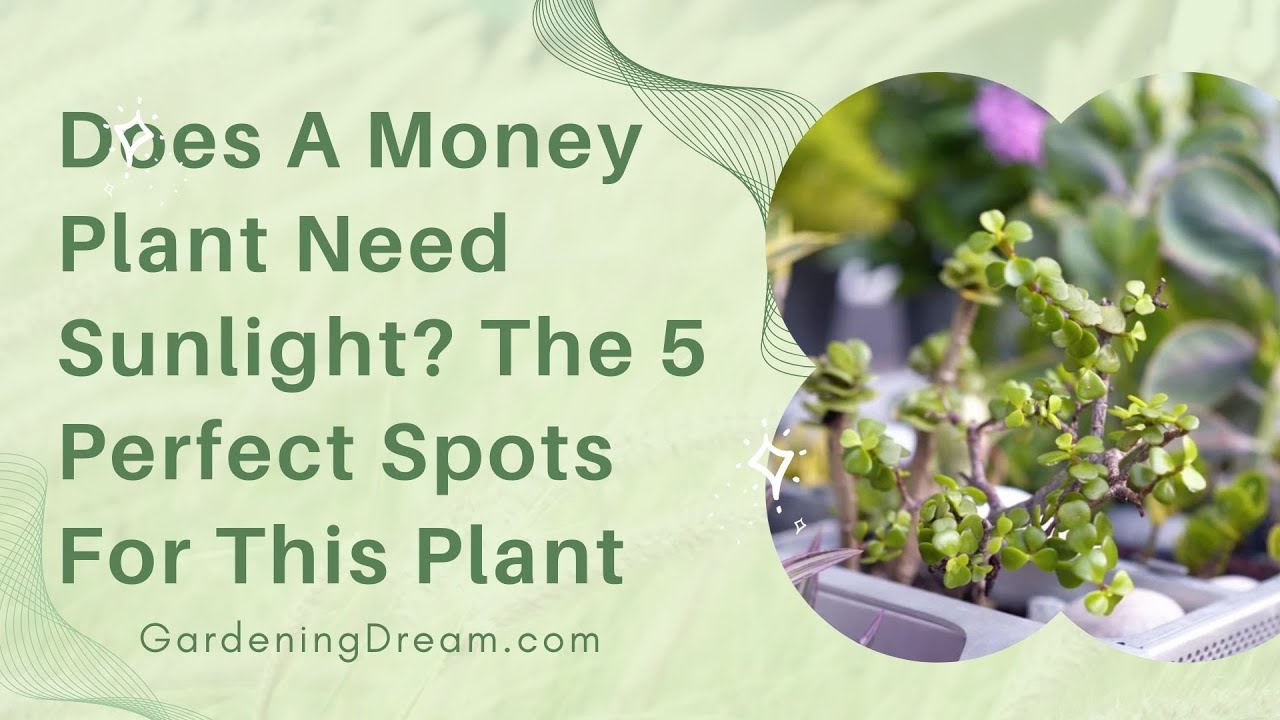 Does A Money Plant Need Sunlight The 5 Perfect Spots For This Plant ...