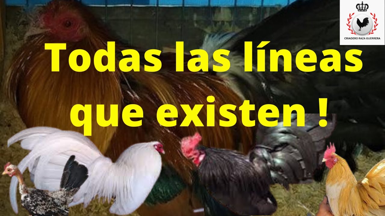 "Razas de gallos miniatura: Descubriendo la increíble variedad de ...