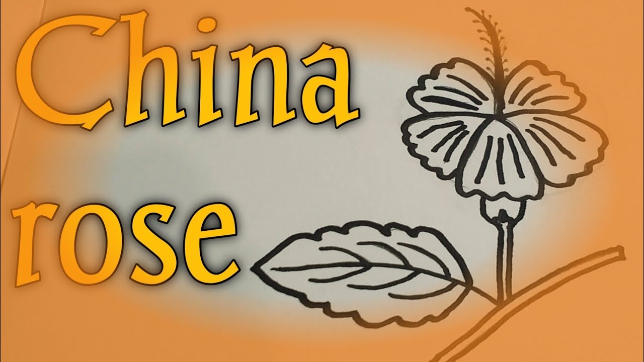 very easy China rose drawing. - YouTube
