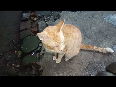 The Oren Gemol cat is alone