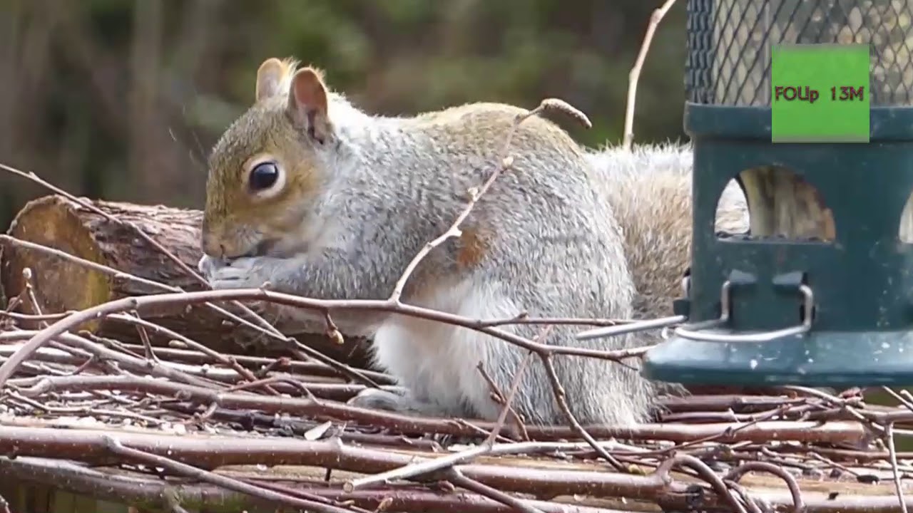 Videos for Cats to Watch - Squirrel Mania - YouTube