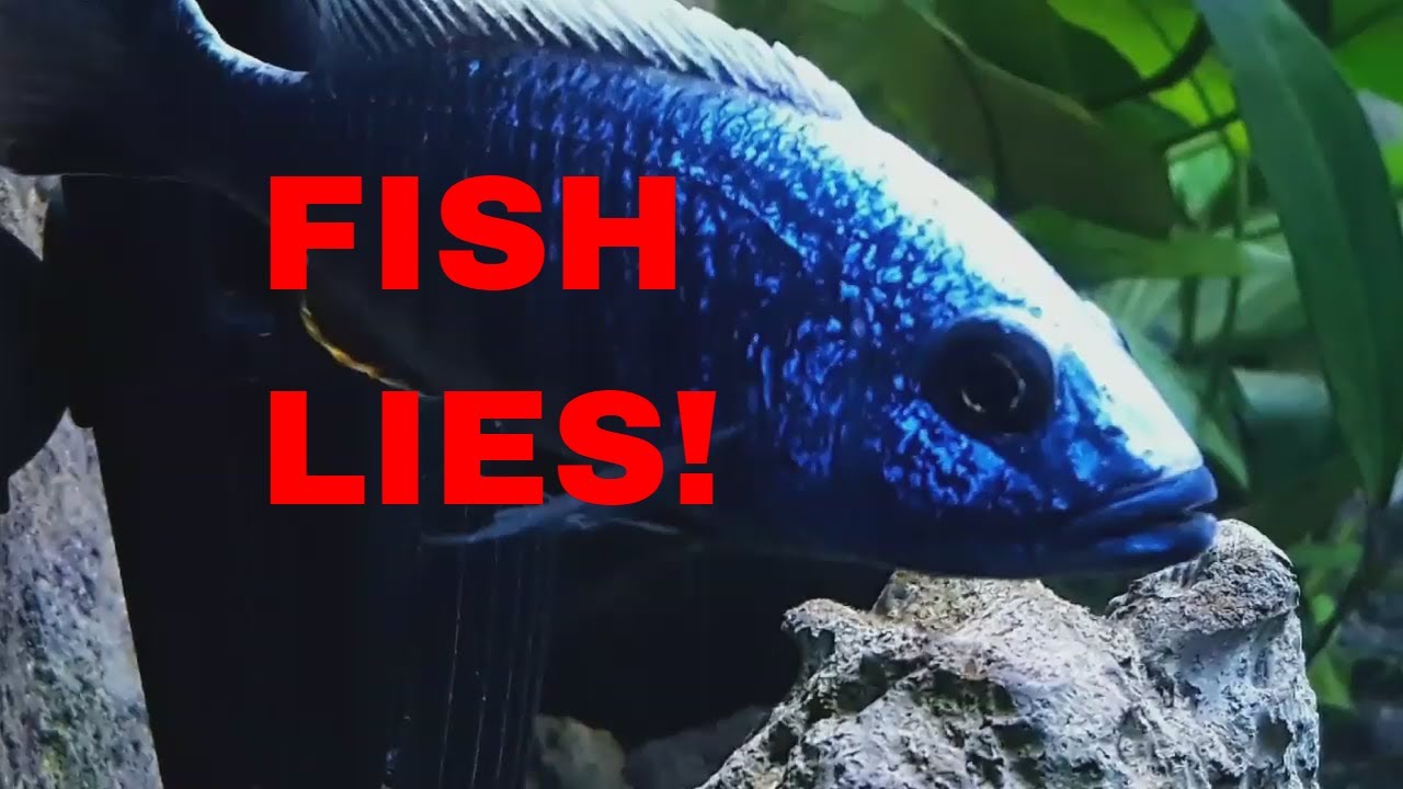 FISH LIES! - YouTube
