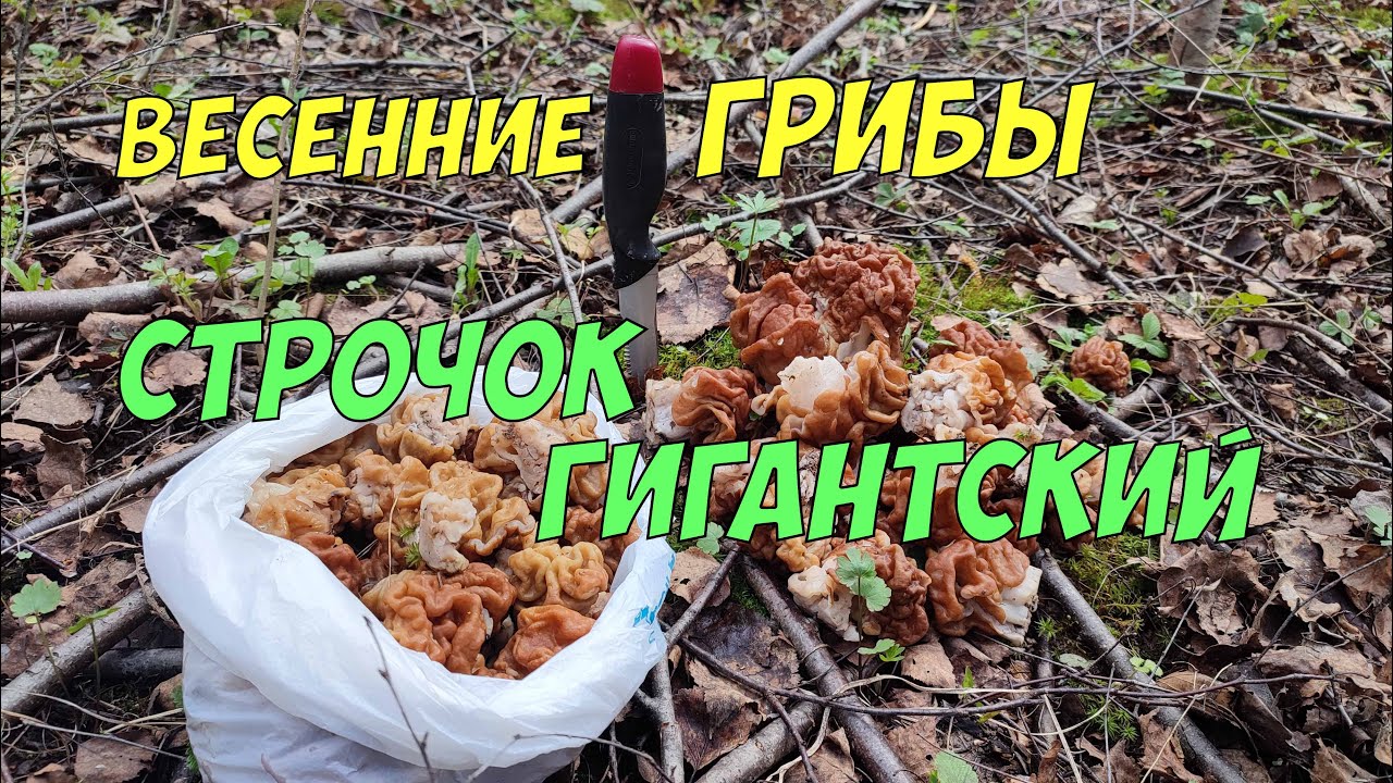 Строчок гигантский собираем весенние грибы Youtube