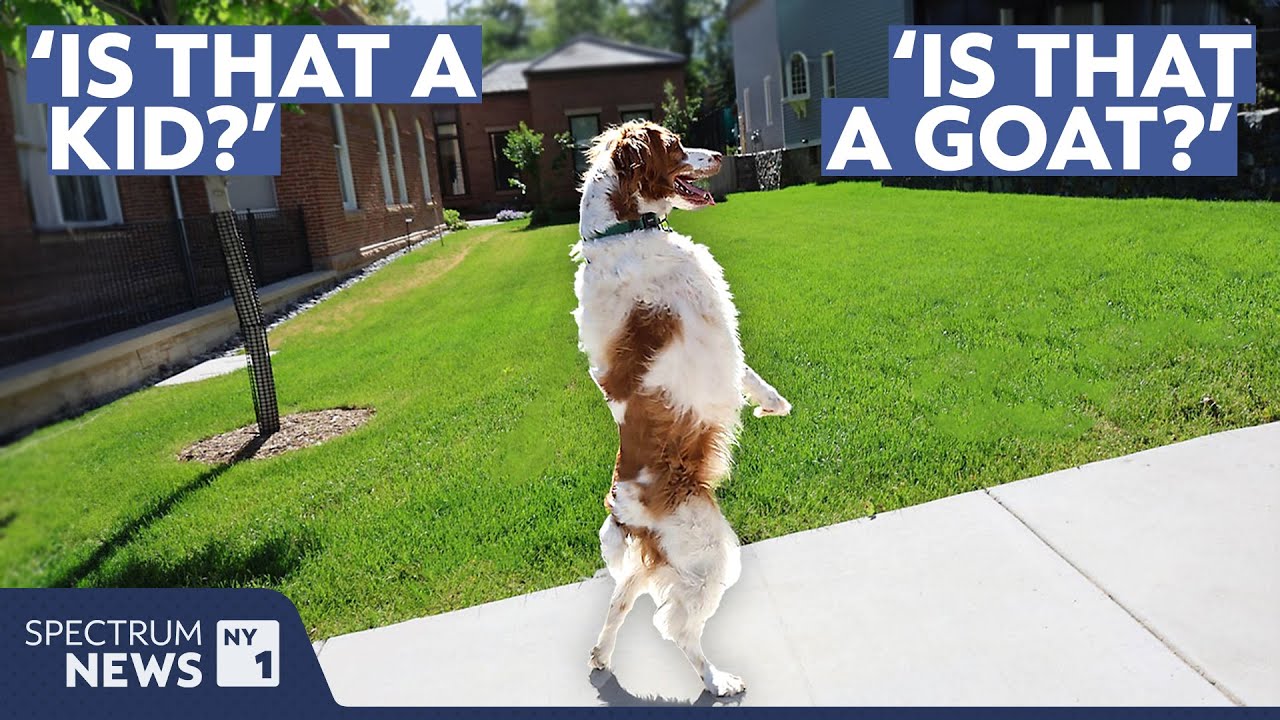Meet Dexter, the upright-walking dog with millions of followers - YouTube
